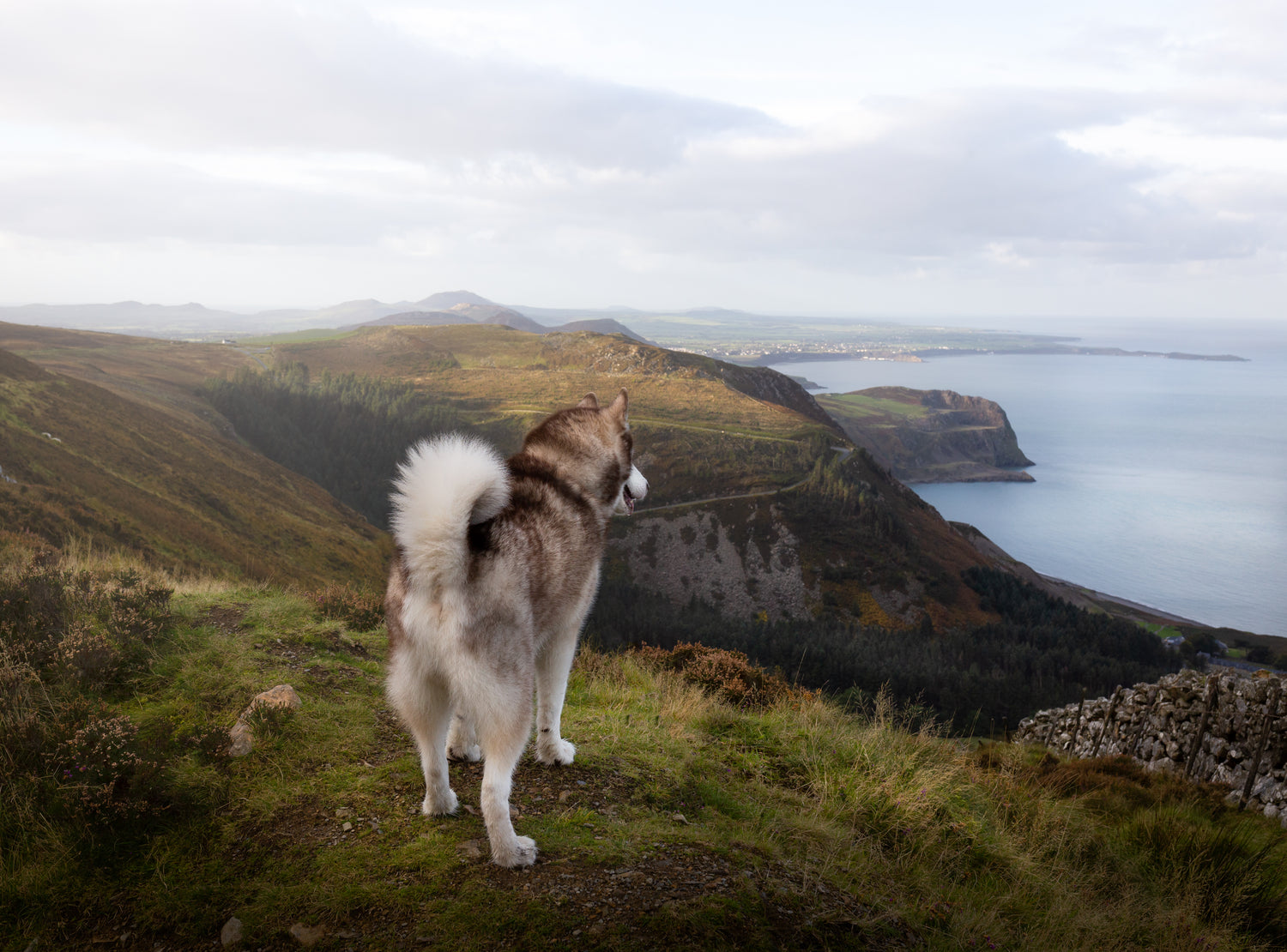 Mabel's Natural Pet Supplies – Mabel's Natural Pet Supplies™