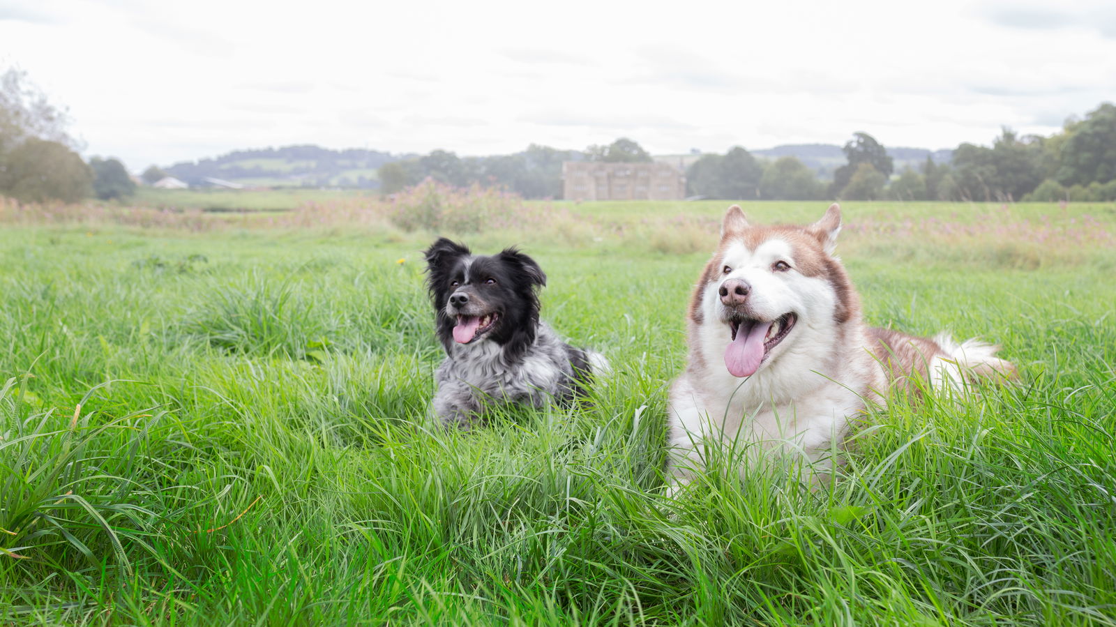 Mabel's Natural Pet Supplies – Mabel's Natural Pet Supplies™